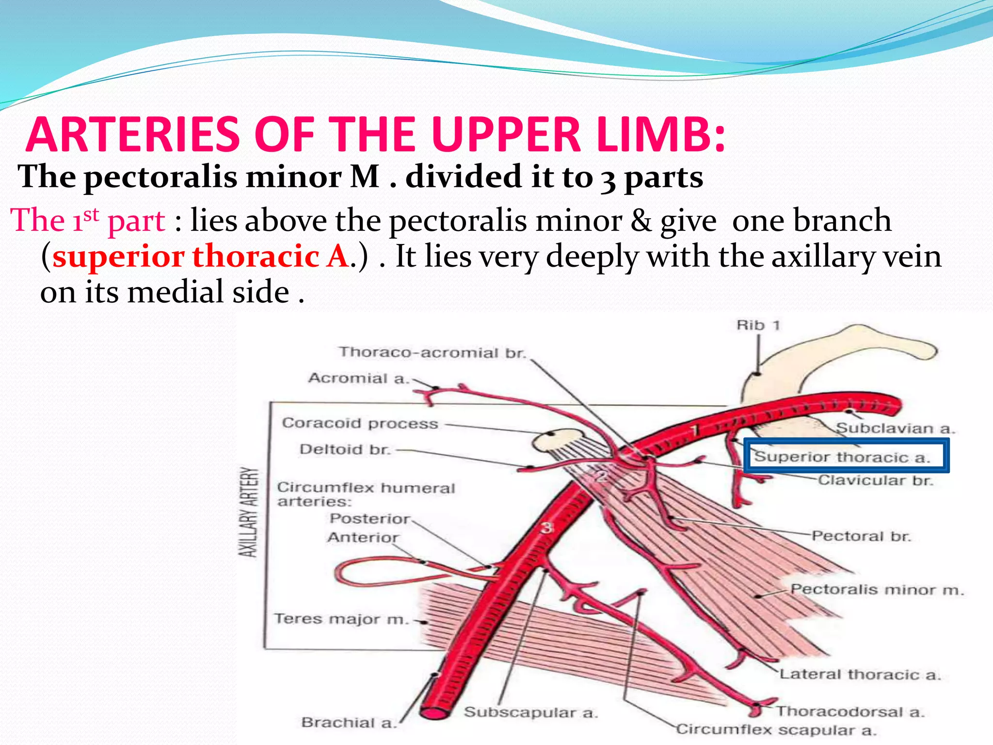 Anatomy of Upper extremity | PPTX