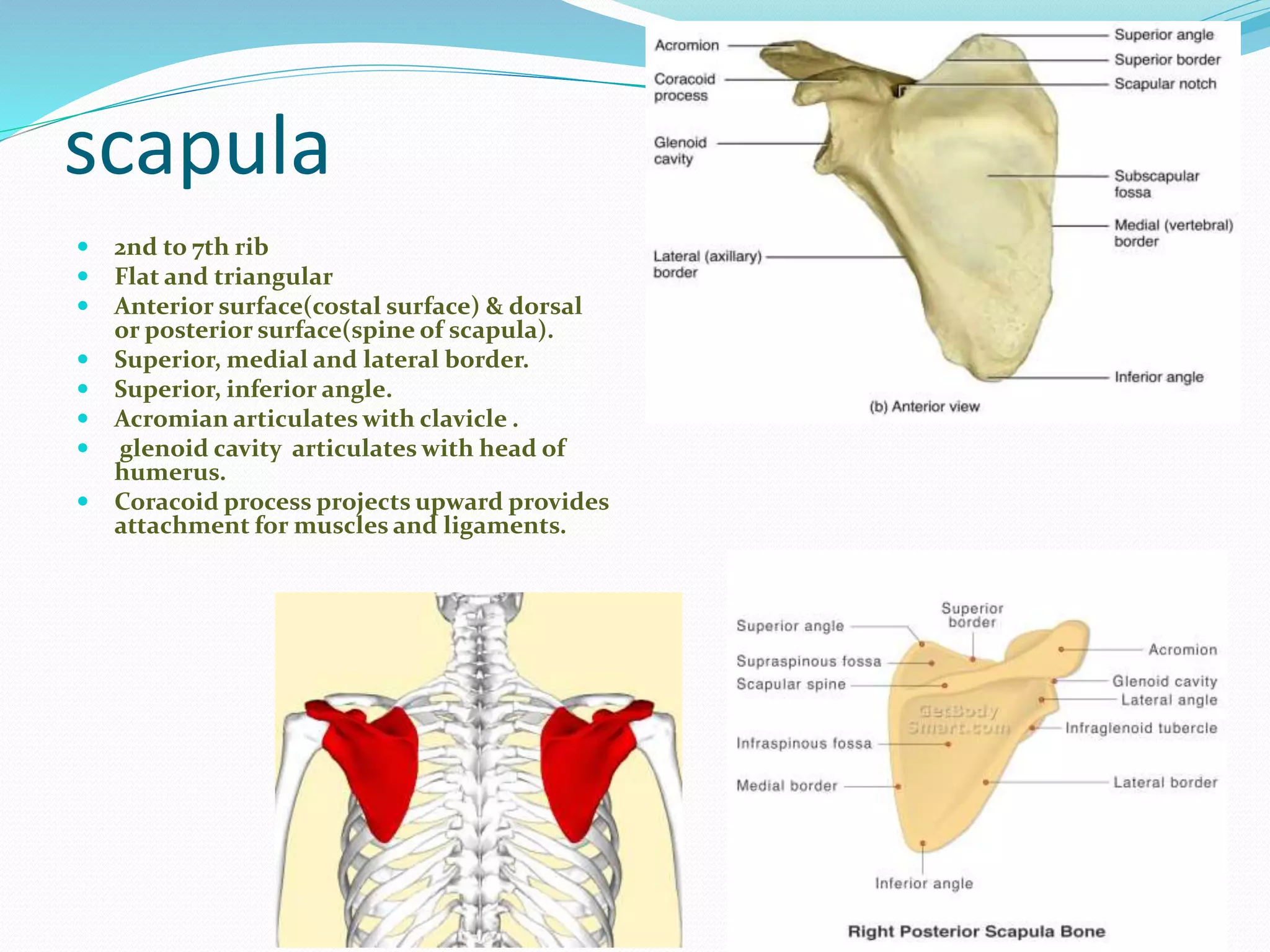 Anatomy of Upper extremity | PPTX