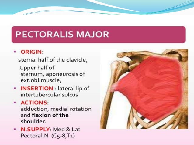 Anatomy of Upper extremity | PPTX