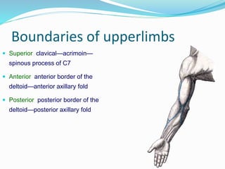 Anatomy of Upper extremity | PPTX