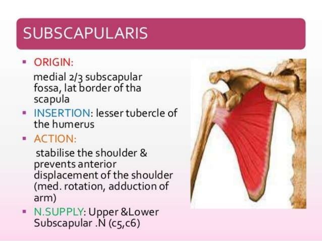 Anatomy of Upper extremity | PPTX