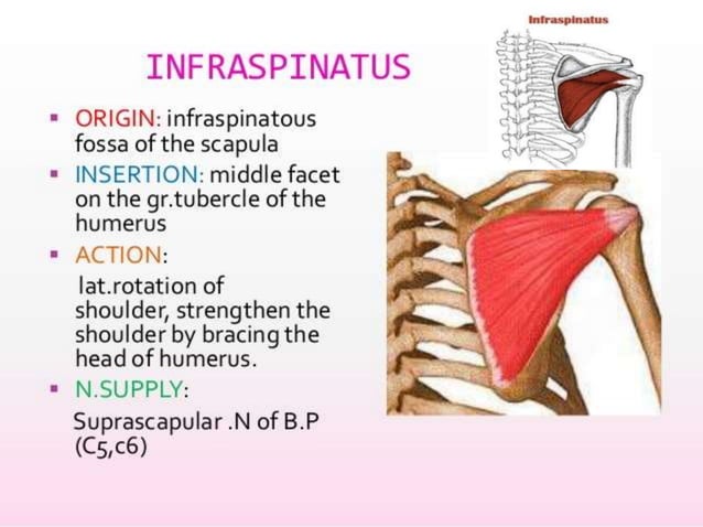 Anatomy of Upper extremity | PPTX