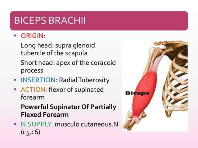 Anatomy of Upper extremity | PPTX
