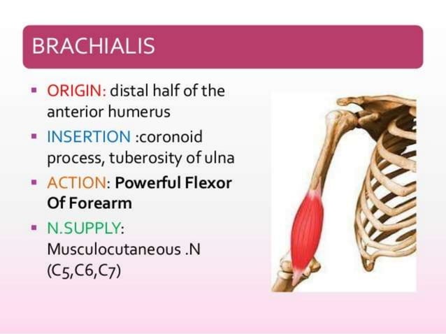 Anatomy of Upper extremity | PPTX