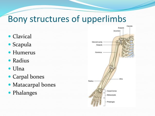 Anatomy of Upper extremity | PPTX