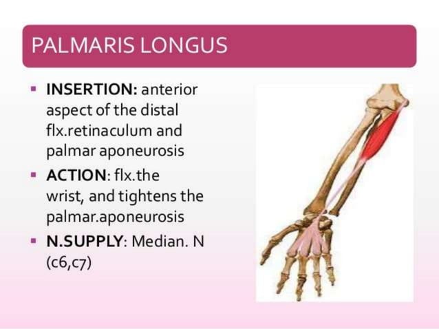 Anatomy of Upper extremity | PPTX