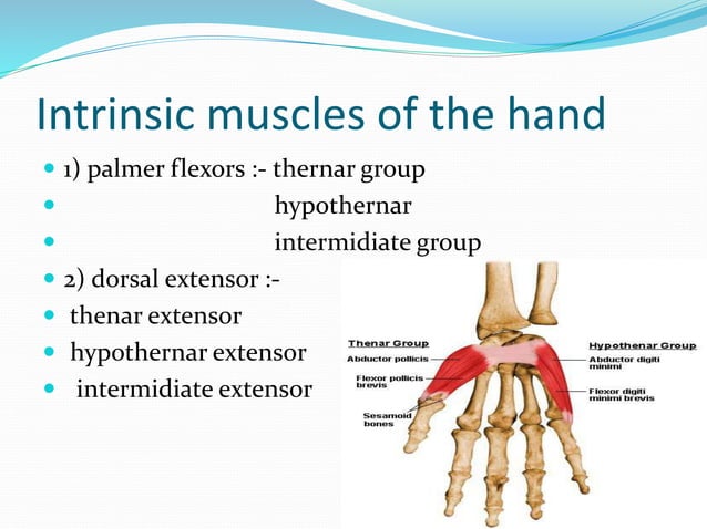 Anatomy of Upper extremity | PPTX