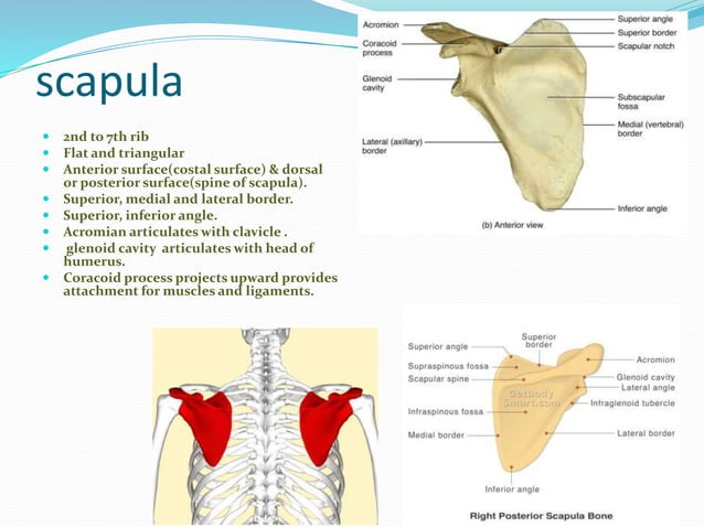 Anatomy of Upper extremity | PPTX