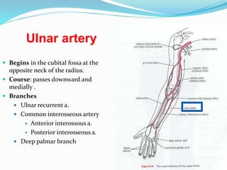 Anatomy of Upper extremity | PPTX