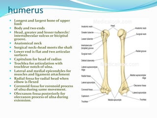 Anatomy of Upper extremity | PPTX