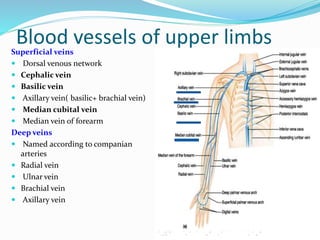 Upper Extremity Anatomy