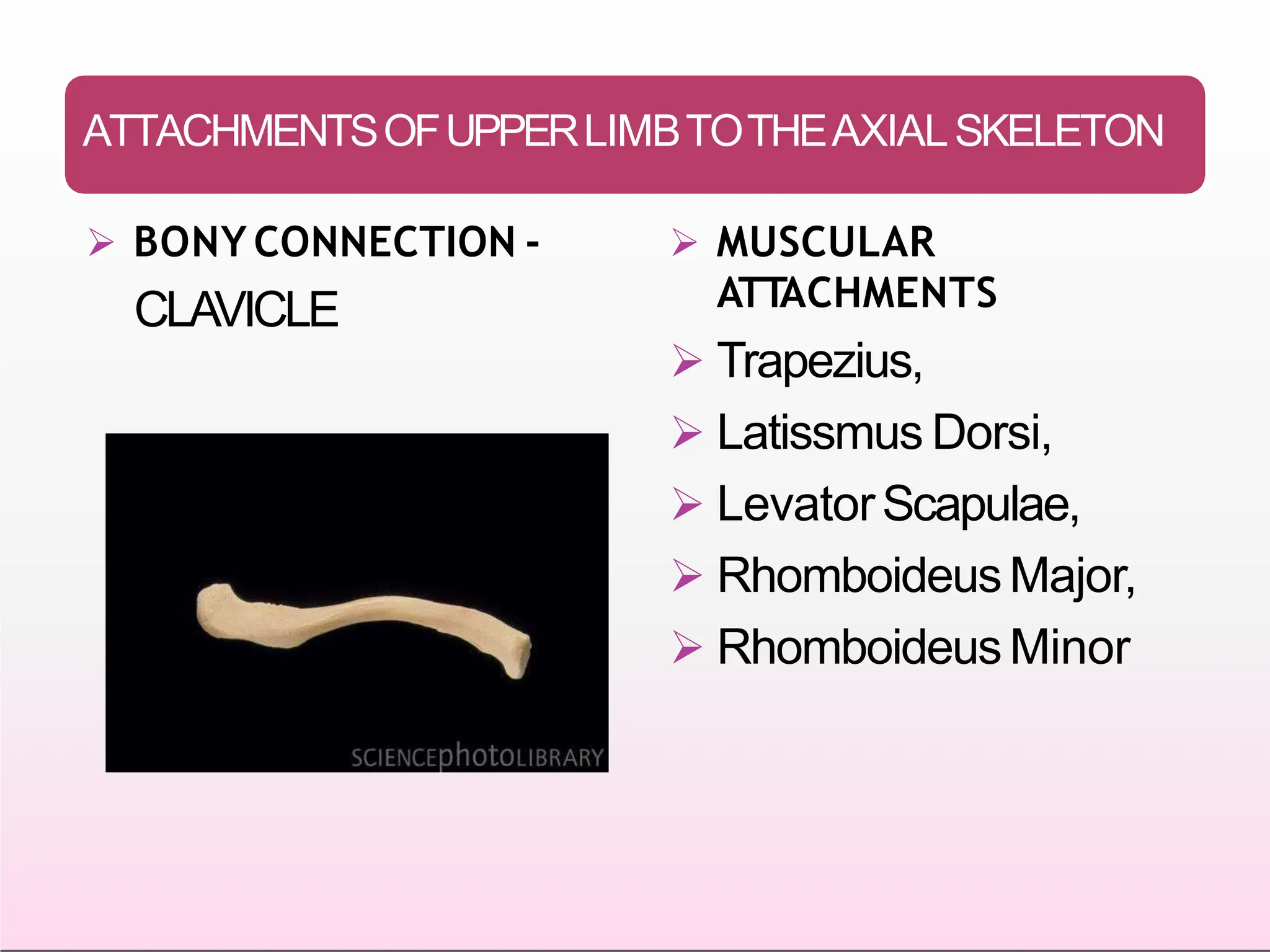 Shoulder, Elbow, and Hand Anatomical Lecture | PPT