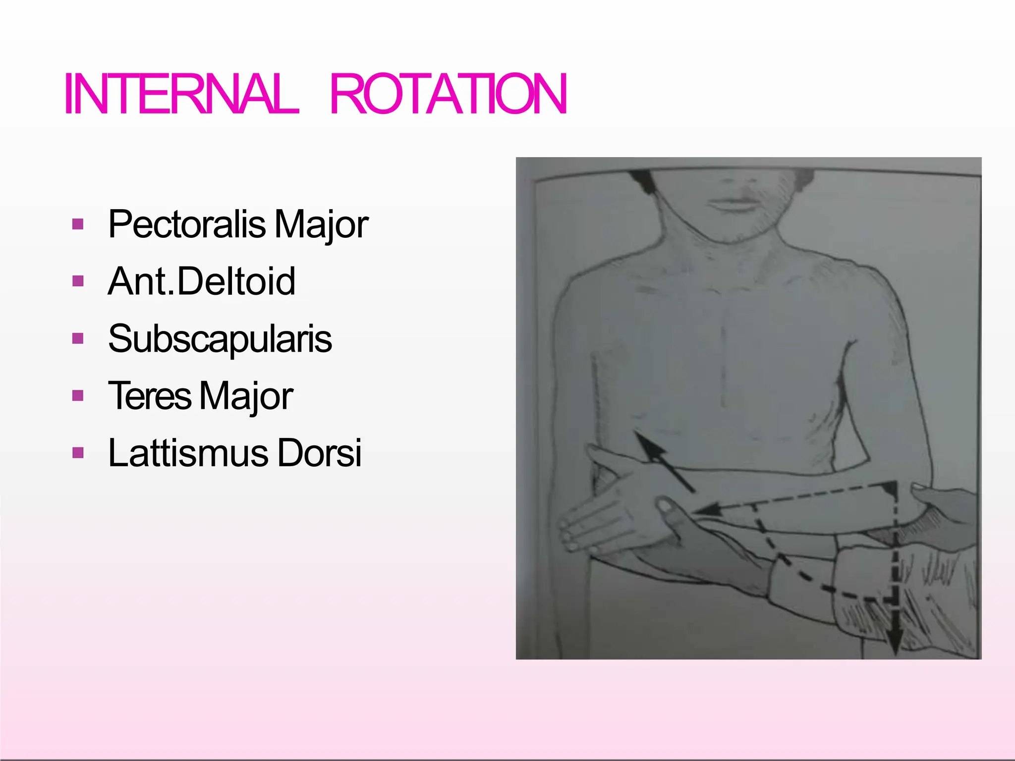 Shoulder, Elbow, and Hand Anatomical Lecture | PPT