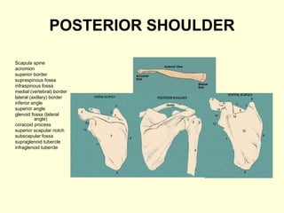 upper extremity and anatomy for medical use.ppt