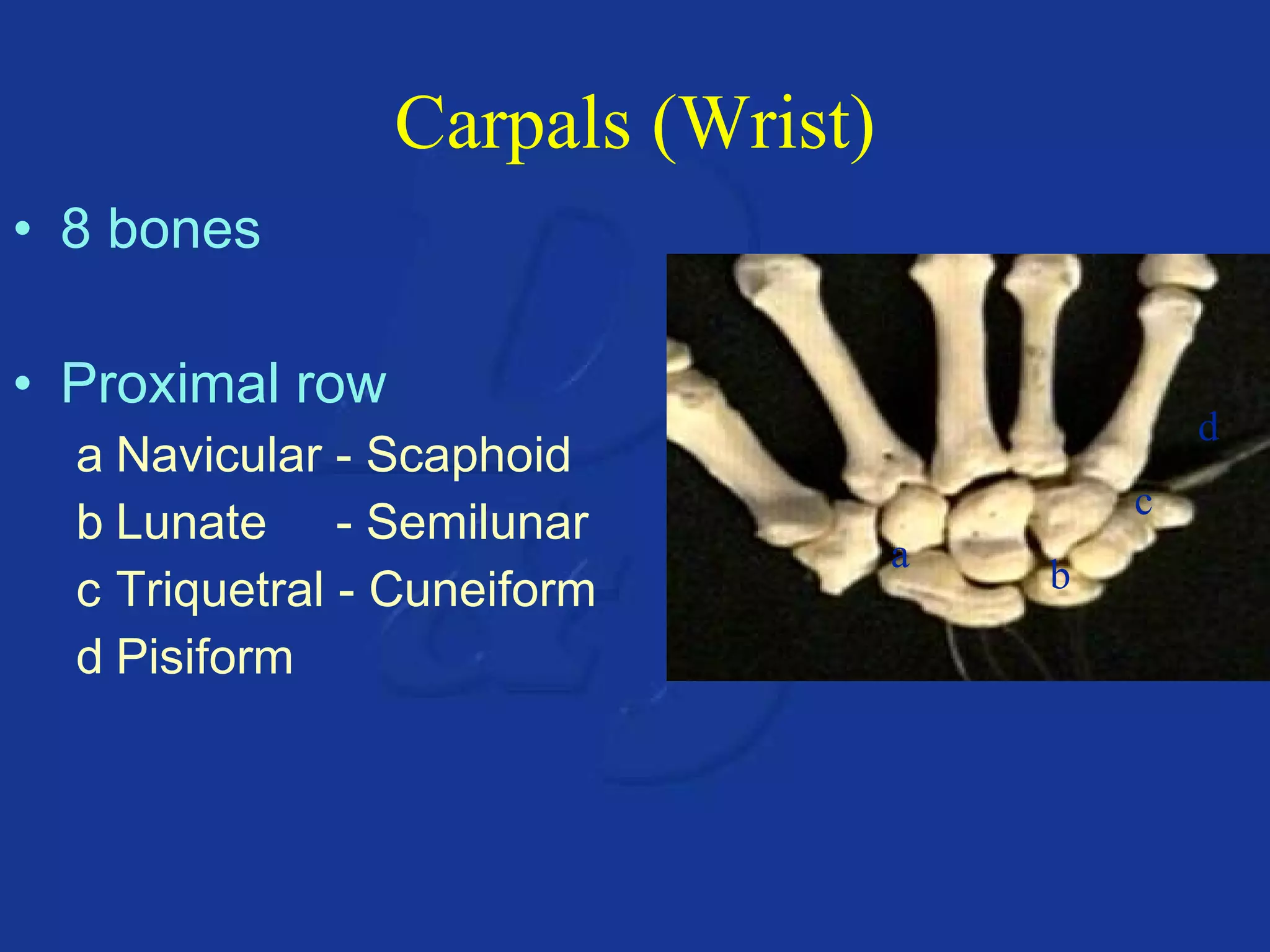 Upper extremity anatomy & positioning | PPT