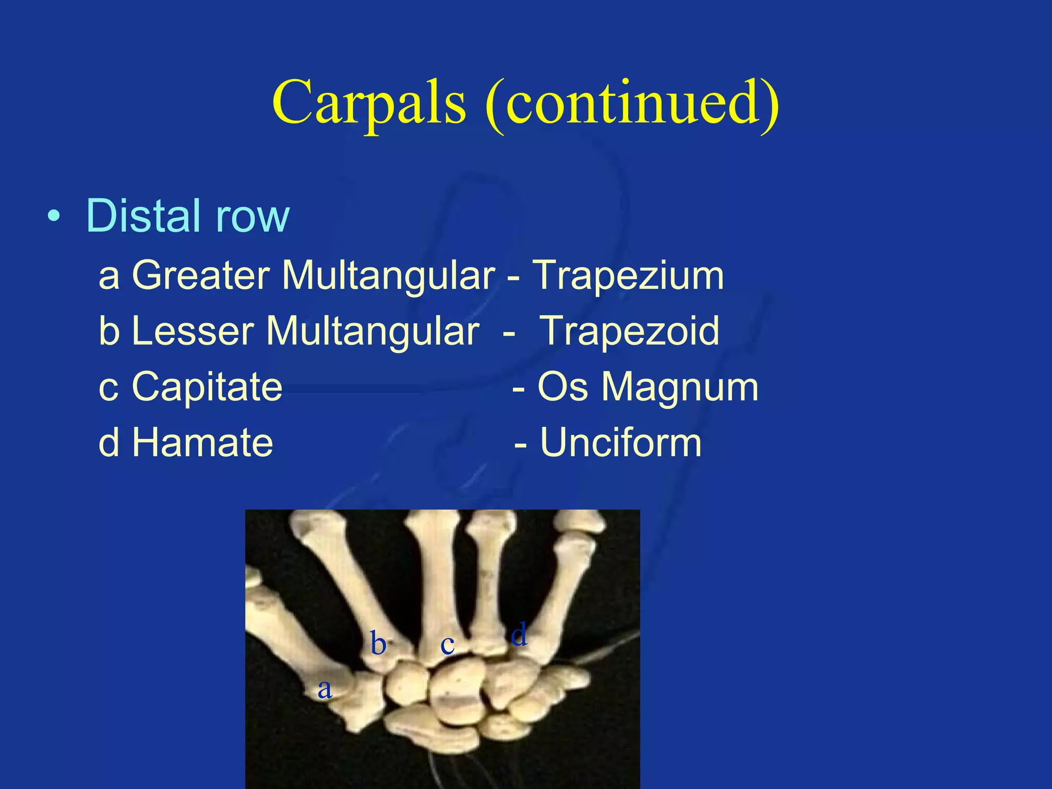 Upper extremity anatomy & positioning | PPT