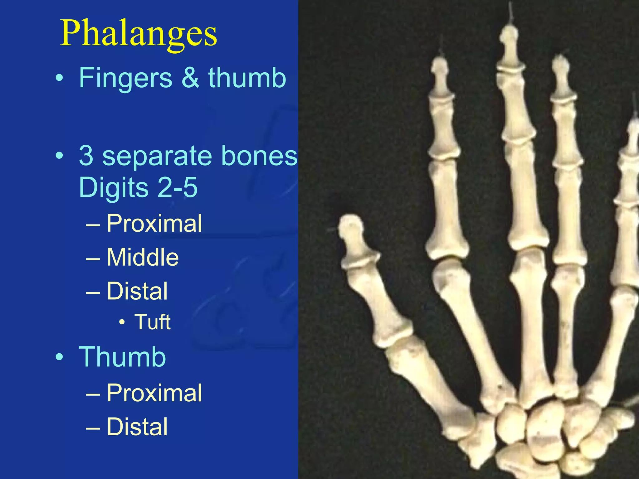 Upper extremity anatomy & positioning | PPT