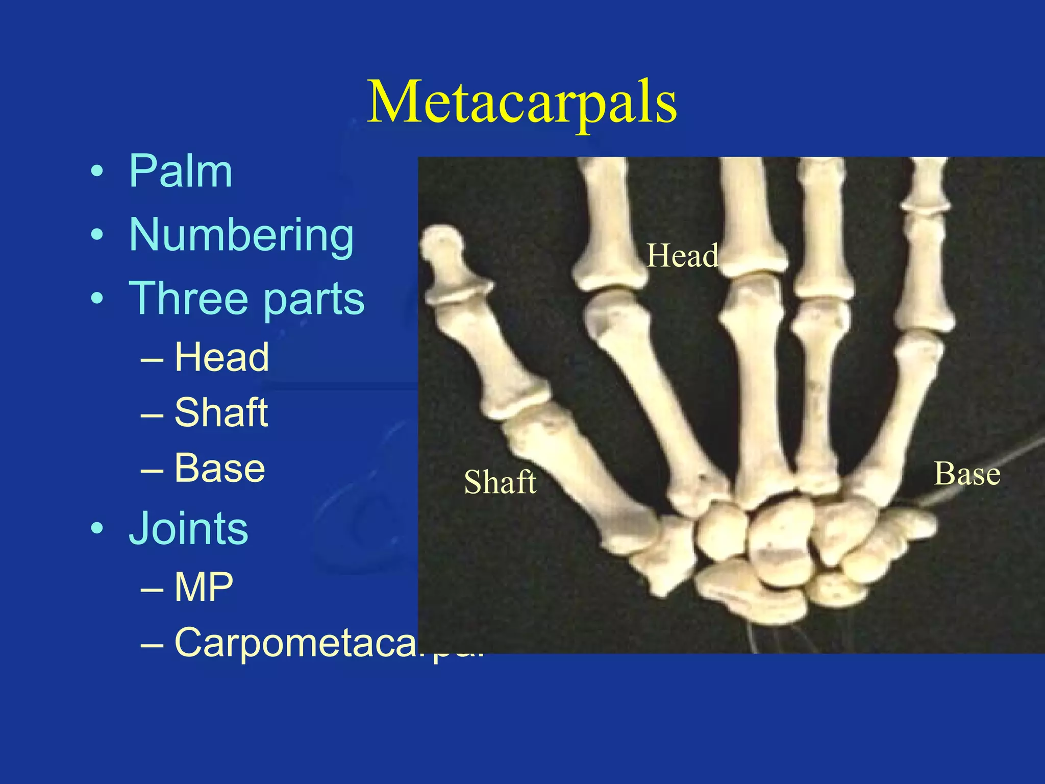 Upper extremity anatomy & positioning | PPT