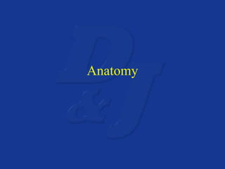 Upper extremity anatomy & positioning | PPT