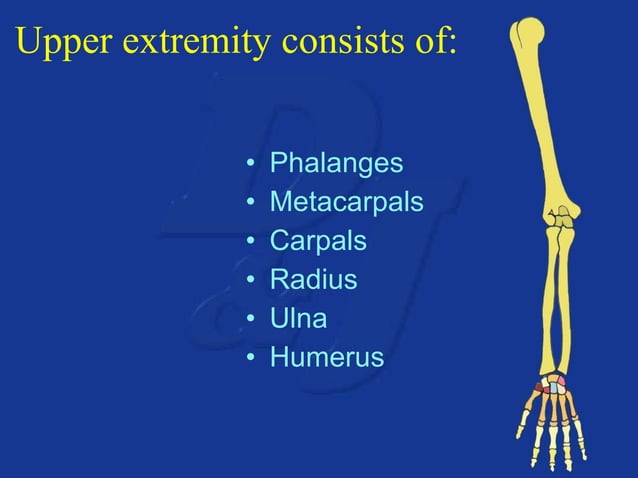 Upper extremity anatomy & positioning | PPT | Death, Injury, or ...