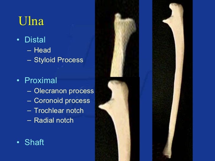 Distal Upper Extremity Anatomy