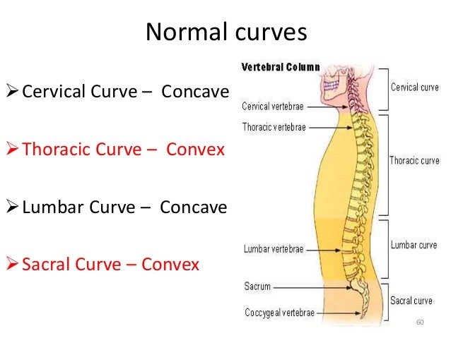 Upper extrimities and spine injuries