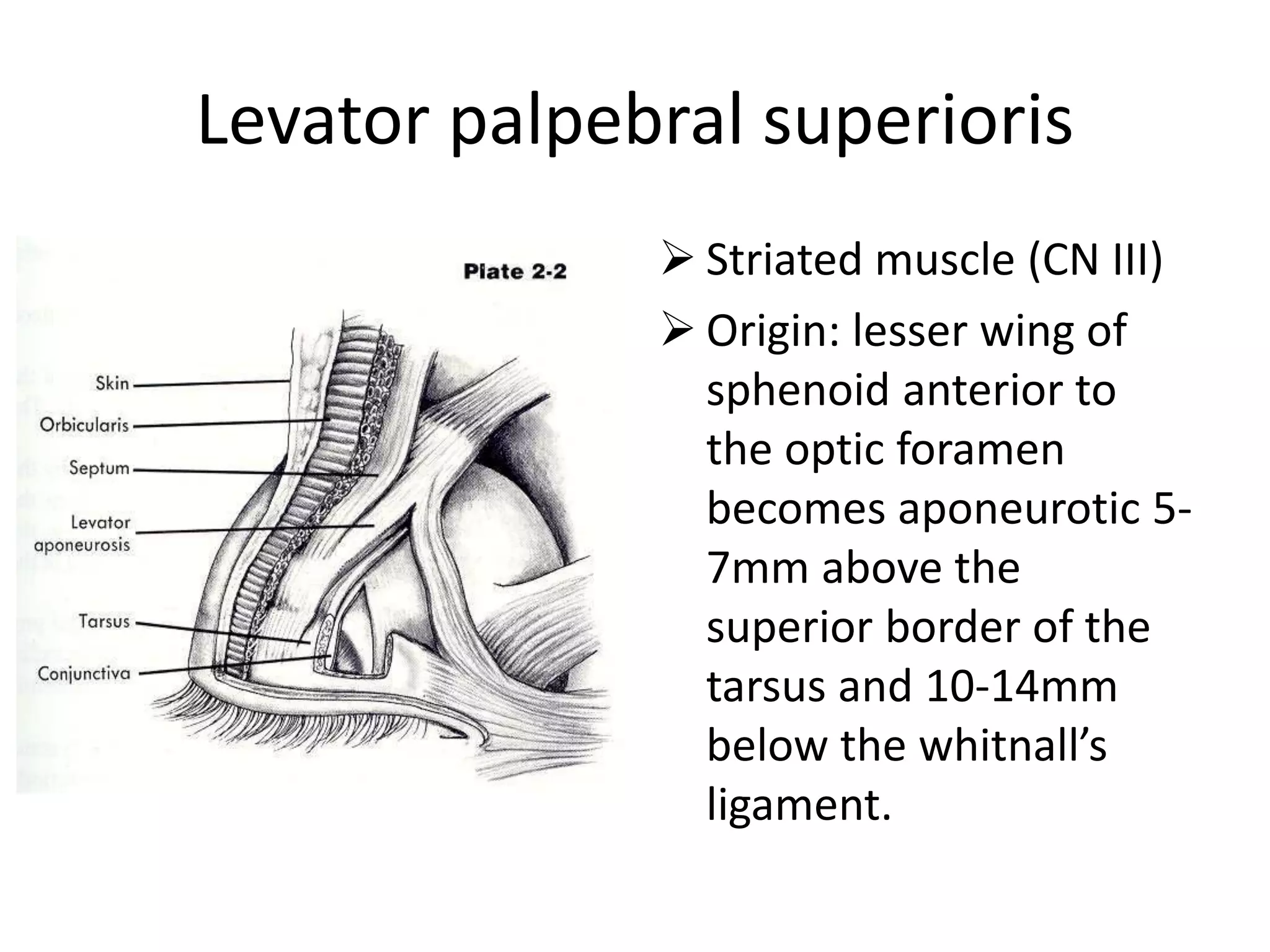 Upper Eyelid Reconstruction Ppt
