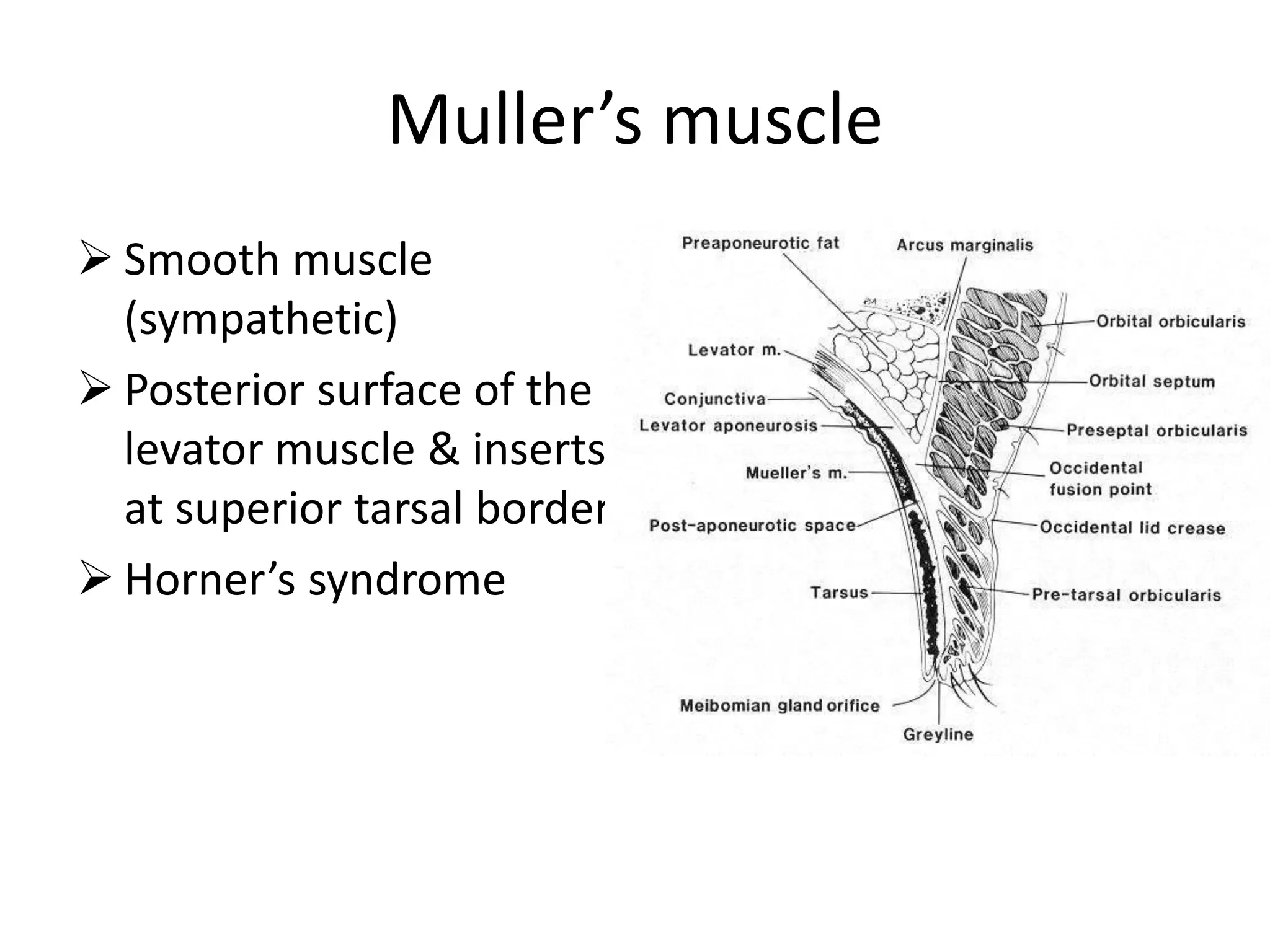 Upper eyelid reconstruction | PPTX
