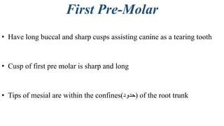 Upper First Pre-Molar.pptx