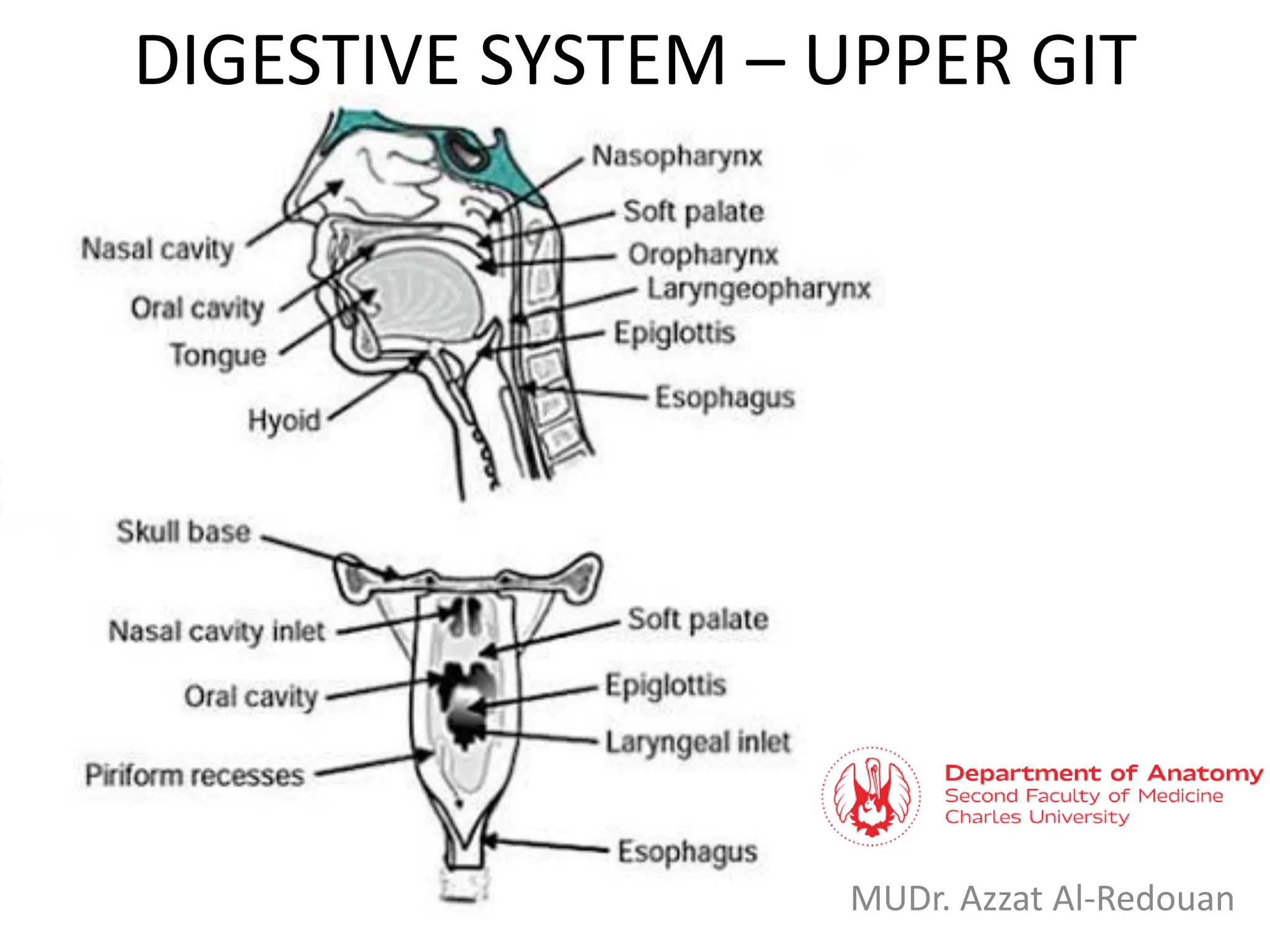 Upper Gastrointestinal Tract: Anatomy & Physiology.pdf