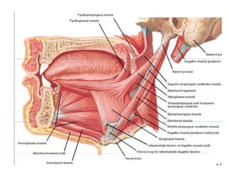 Upper Gastrointestinal Tract: Anatomy & Physiology.pdf