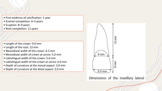 Upper lateral incisors.pptx