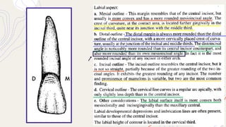 Upper lateral incisors.pptx