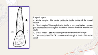 Upper lateral incisors.pptx