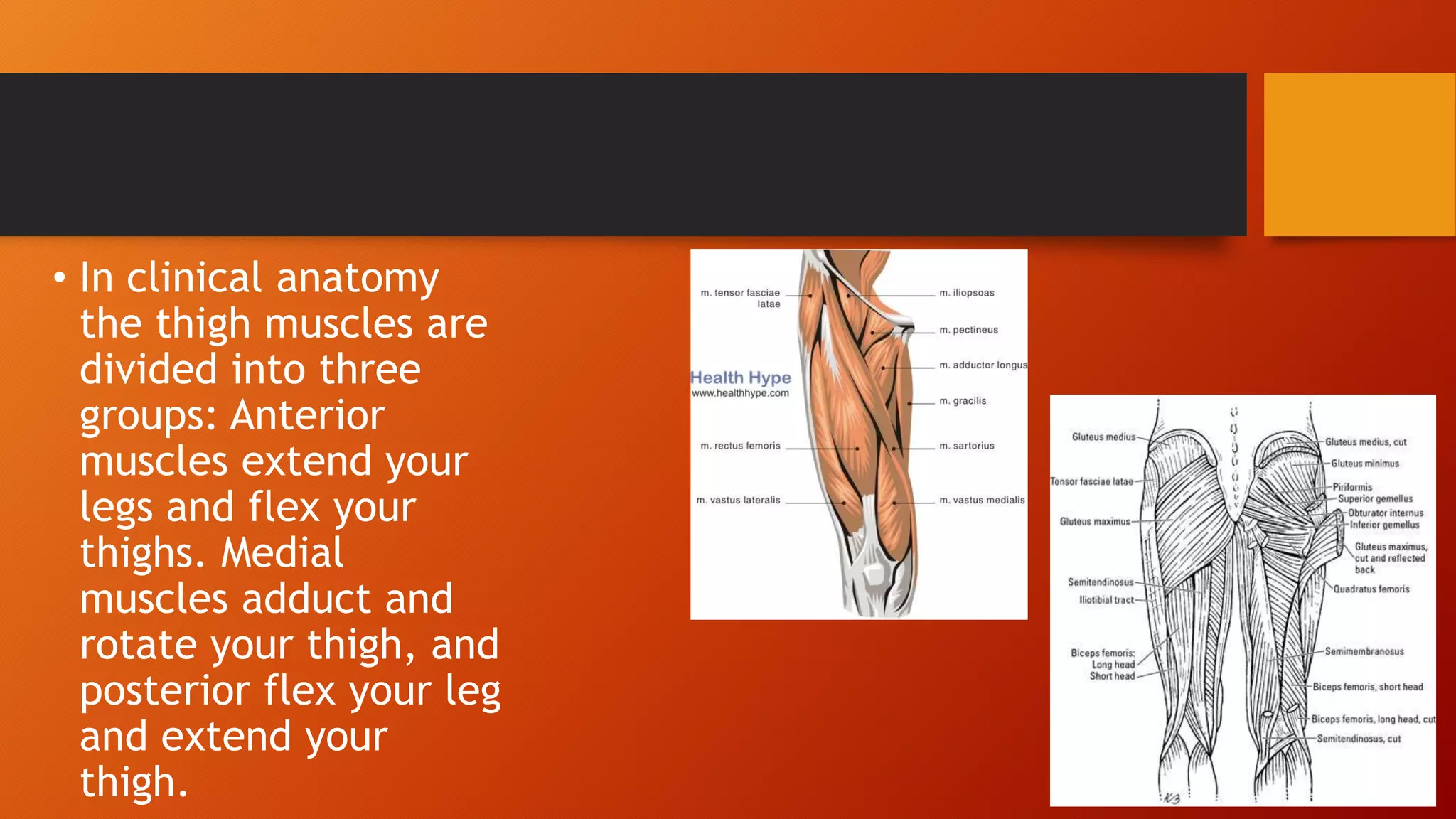Upper leg muscles and Thorax | PPTX