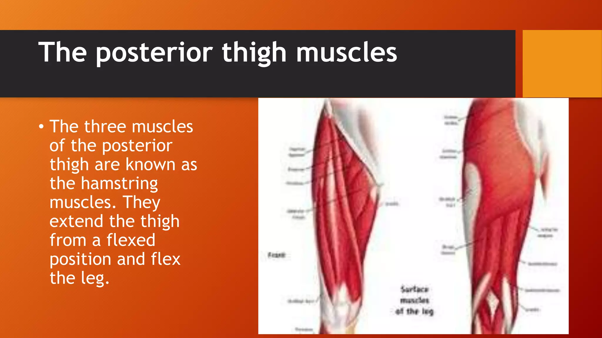 Upper leg muscles and Thorax | PPTX