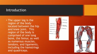 Upper leg muscles and Thorax | PPTX