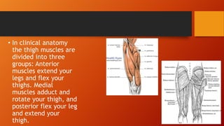 Upper leg muscles and Thorax | PPTX