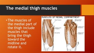 Upper leg muscles and Thorax | PPTX