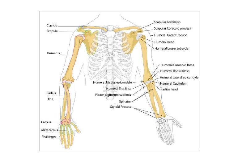 Anatomy Of The Human Upper Limb A Upper Limb Segments And B
