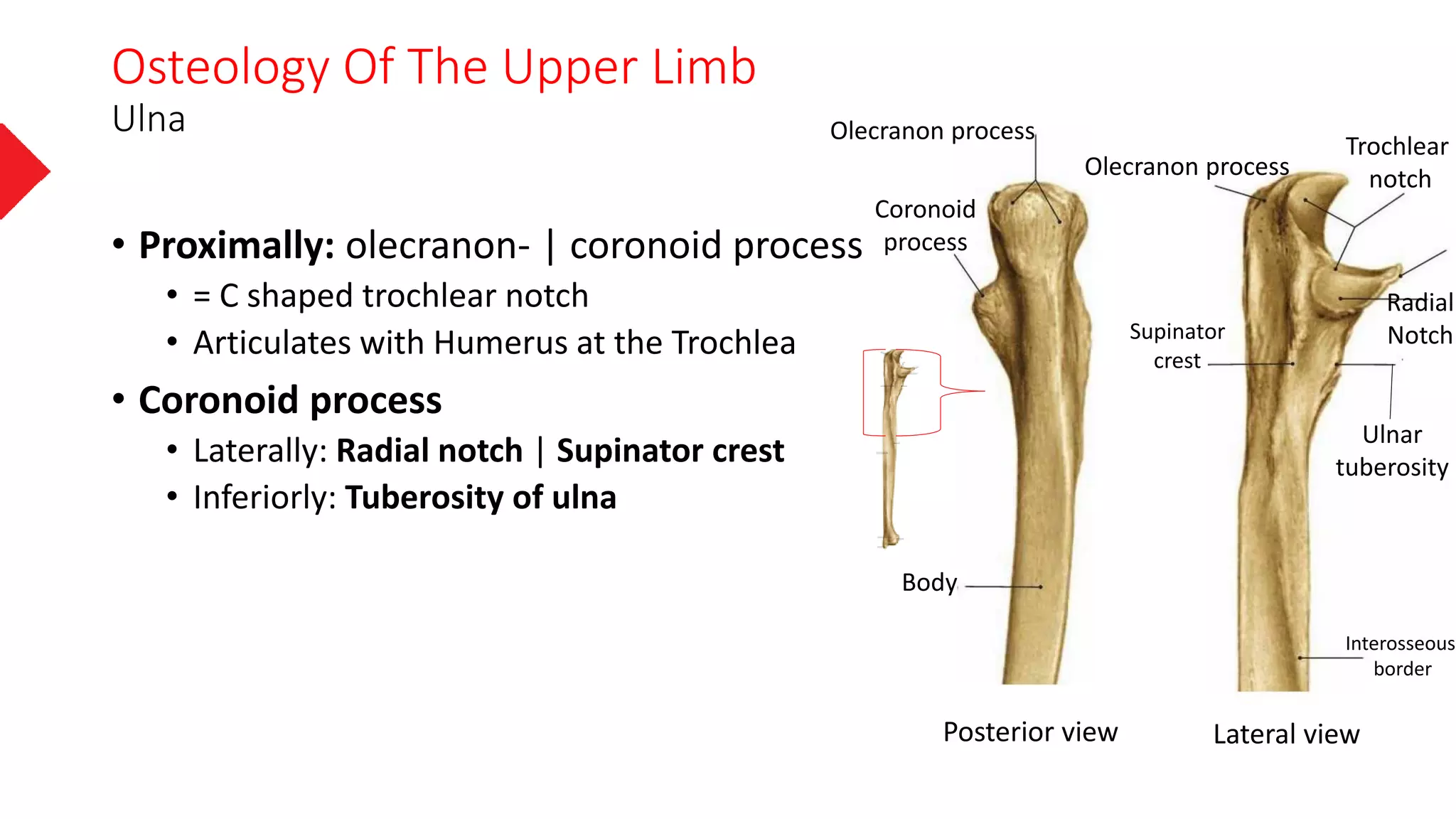 Upper limb | PDF