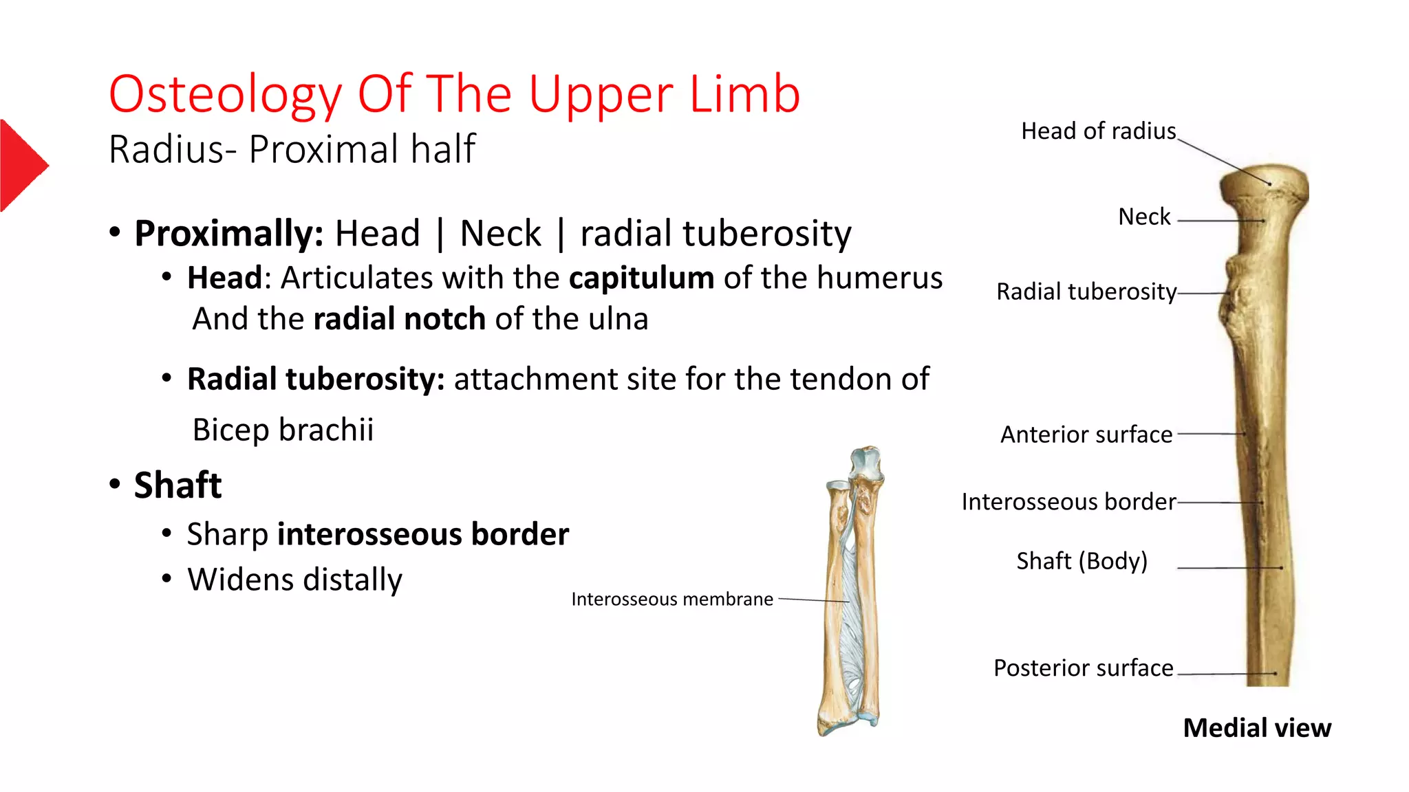 Upper limb | PDF