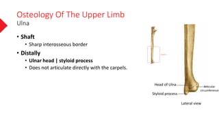 Upper limb | PDF