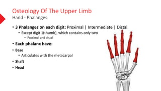 Upper limb | PDF