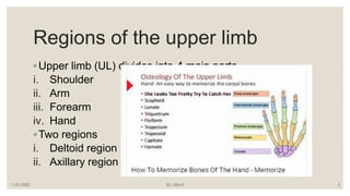 upperlimb-221121190207-73908393.pdf