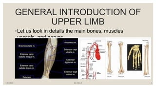 Upper Limb | PDF