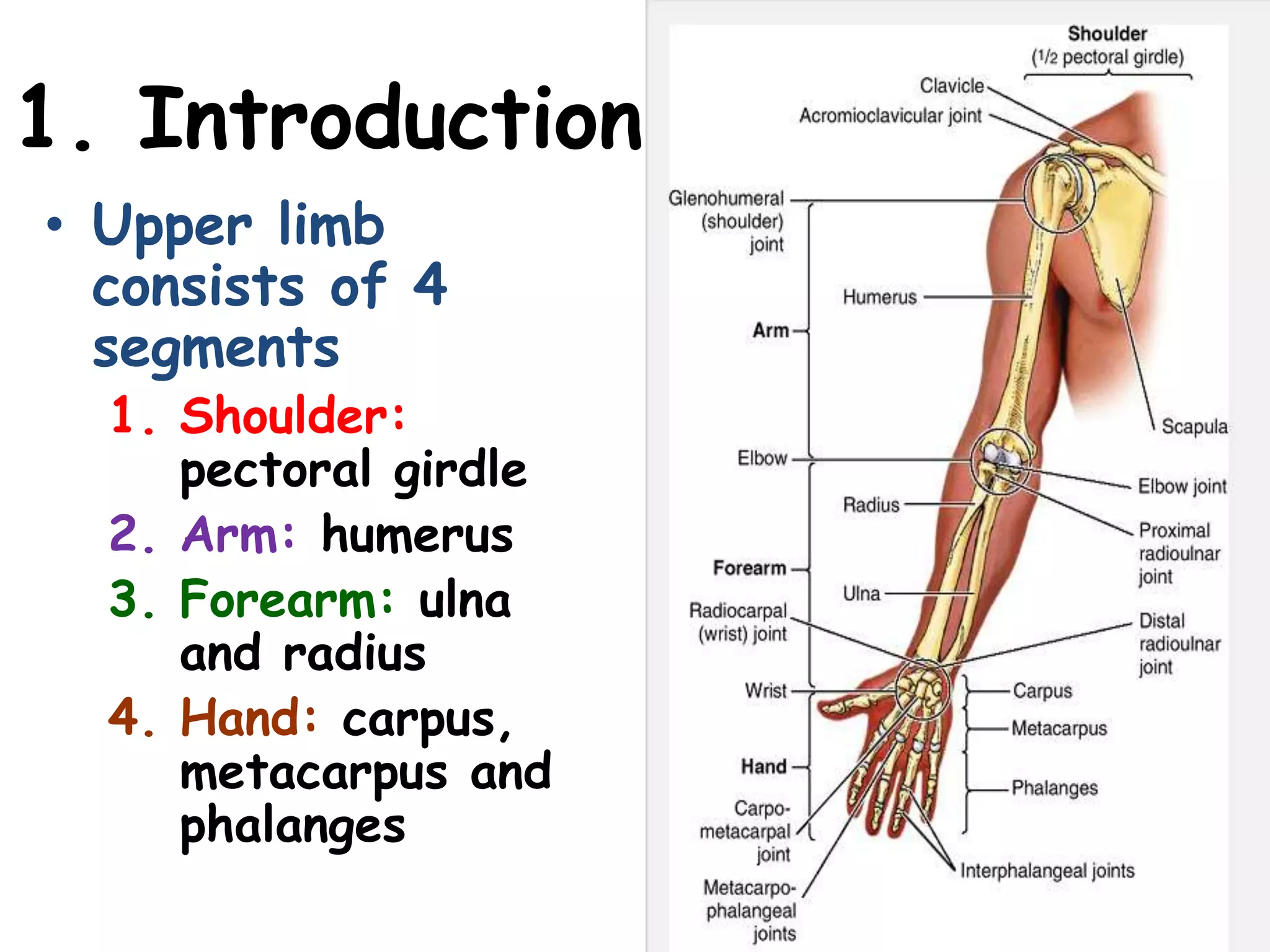 Upper limb .ppt