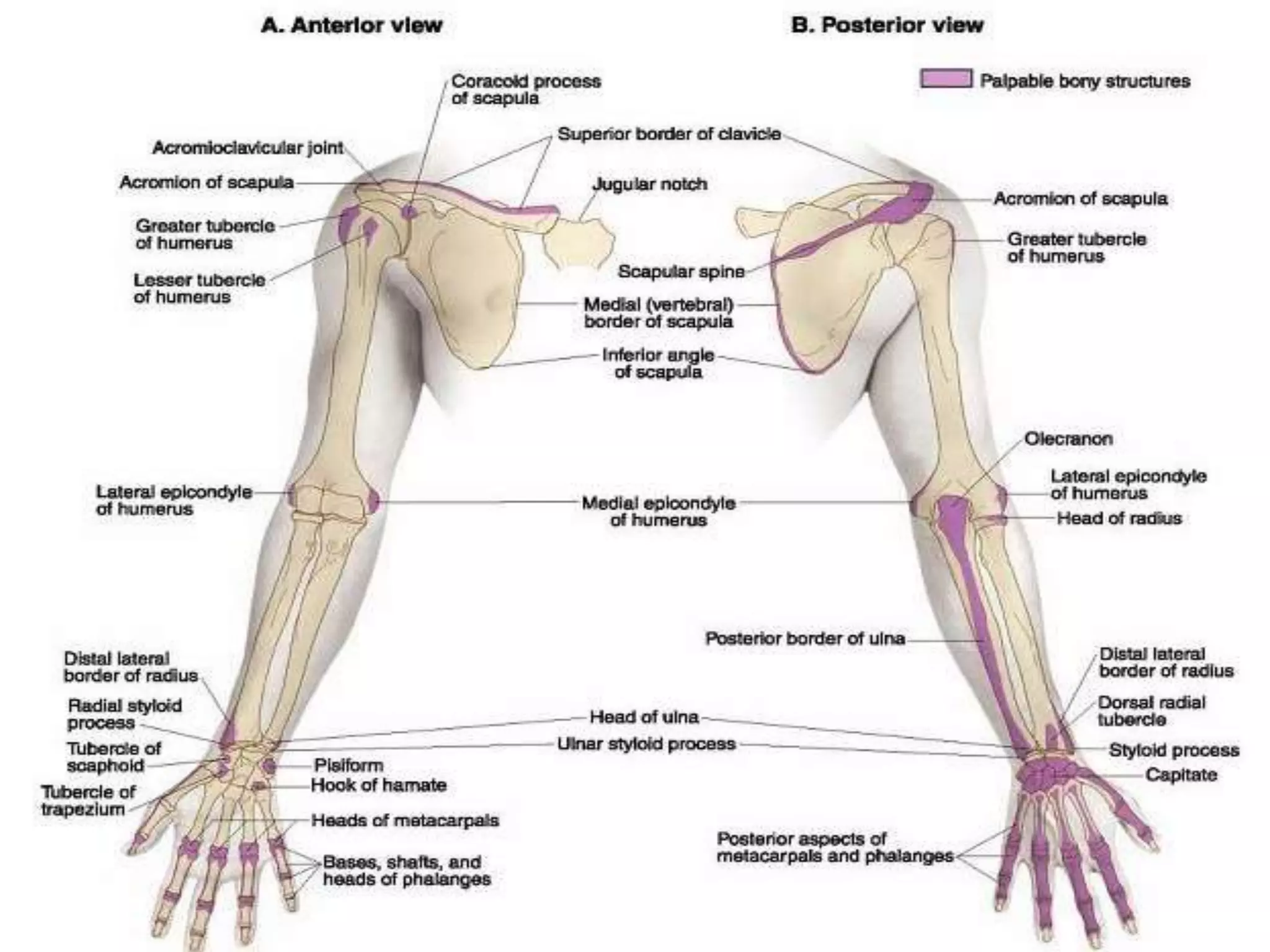Upper limb .ppt