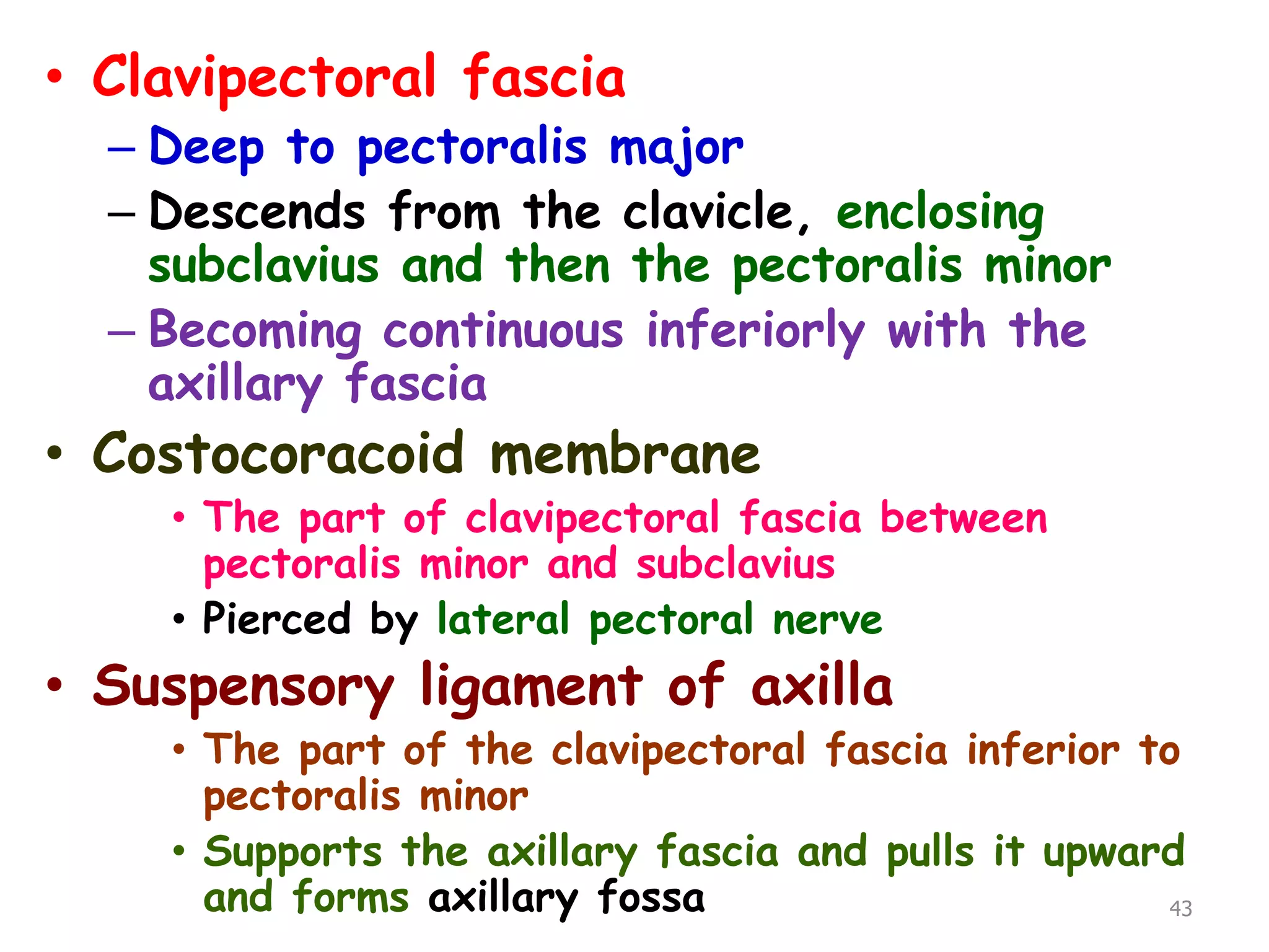 Upper limb .ppt