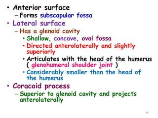 Upper limb .ppt